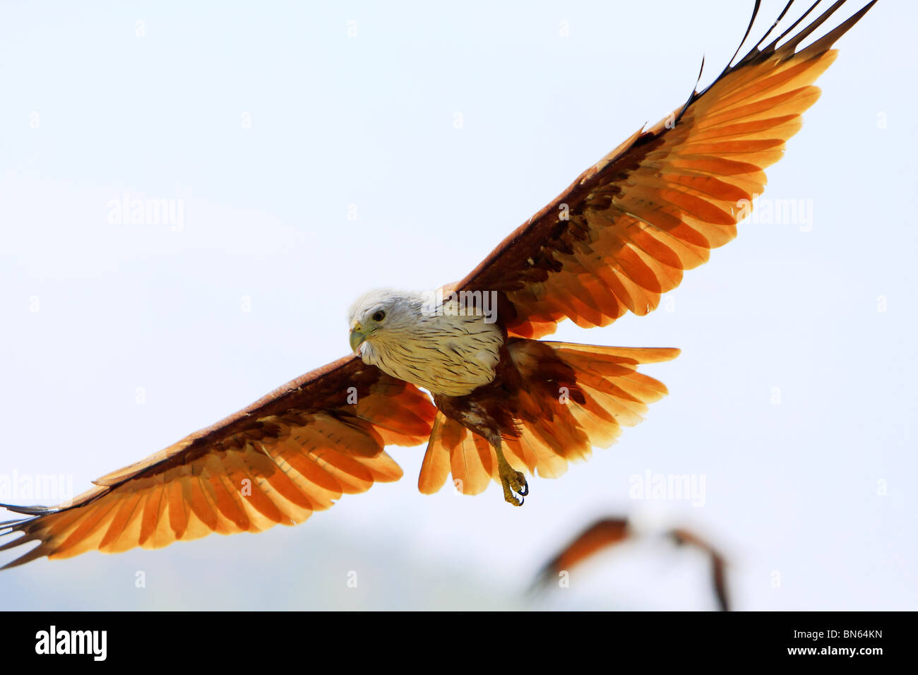 Eagle flying hi-res stock photography and images - Alamy