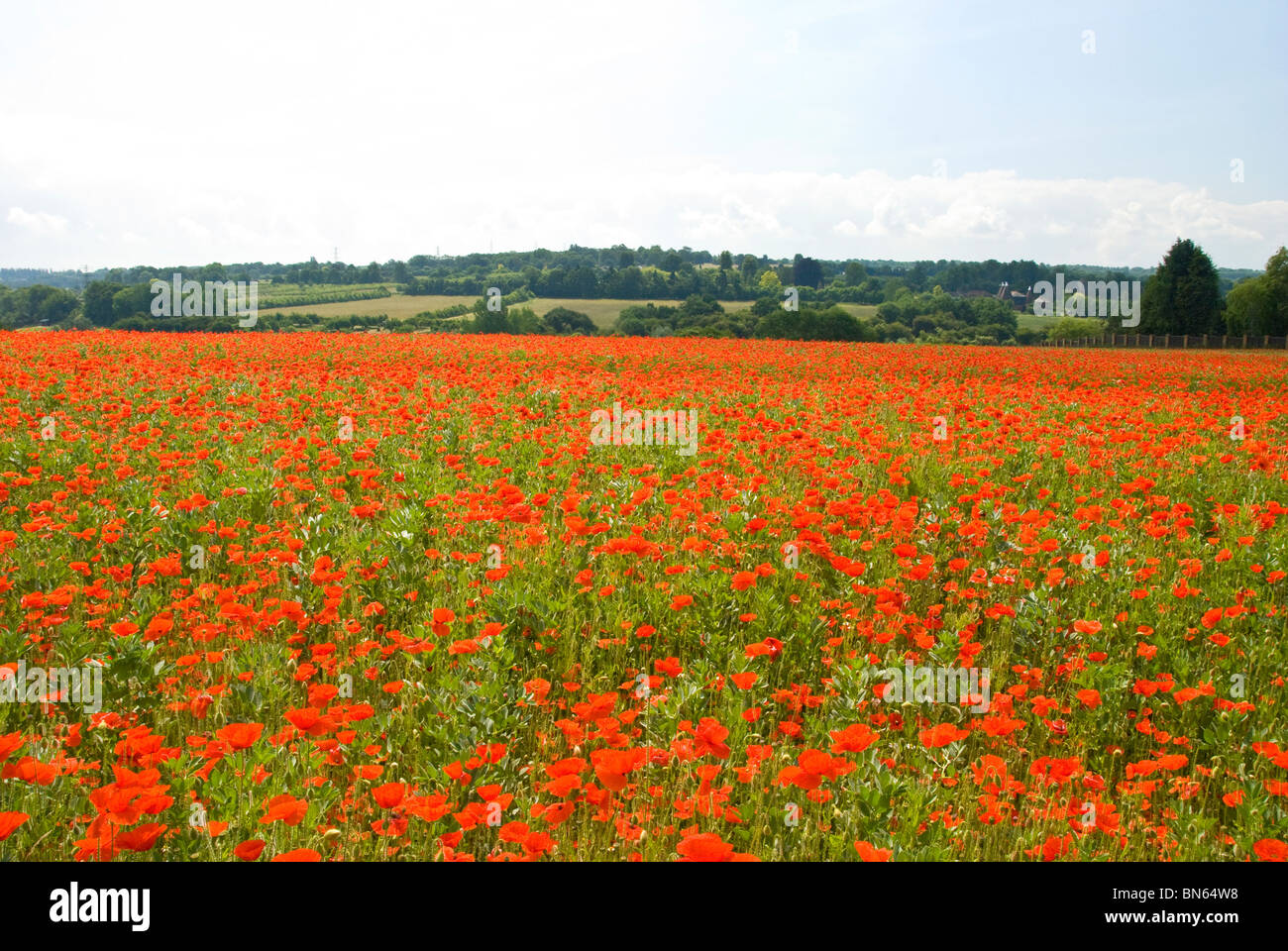 A field of red poppies Stock Photo - Alamy