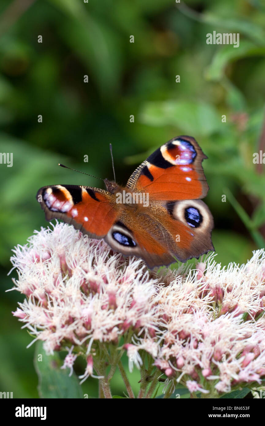 Peacock butterfly (Inachis io) UK Stock Photo - Alamy