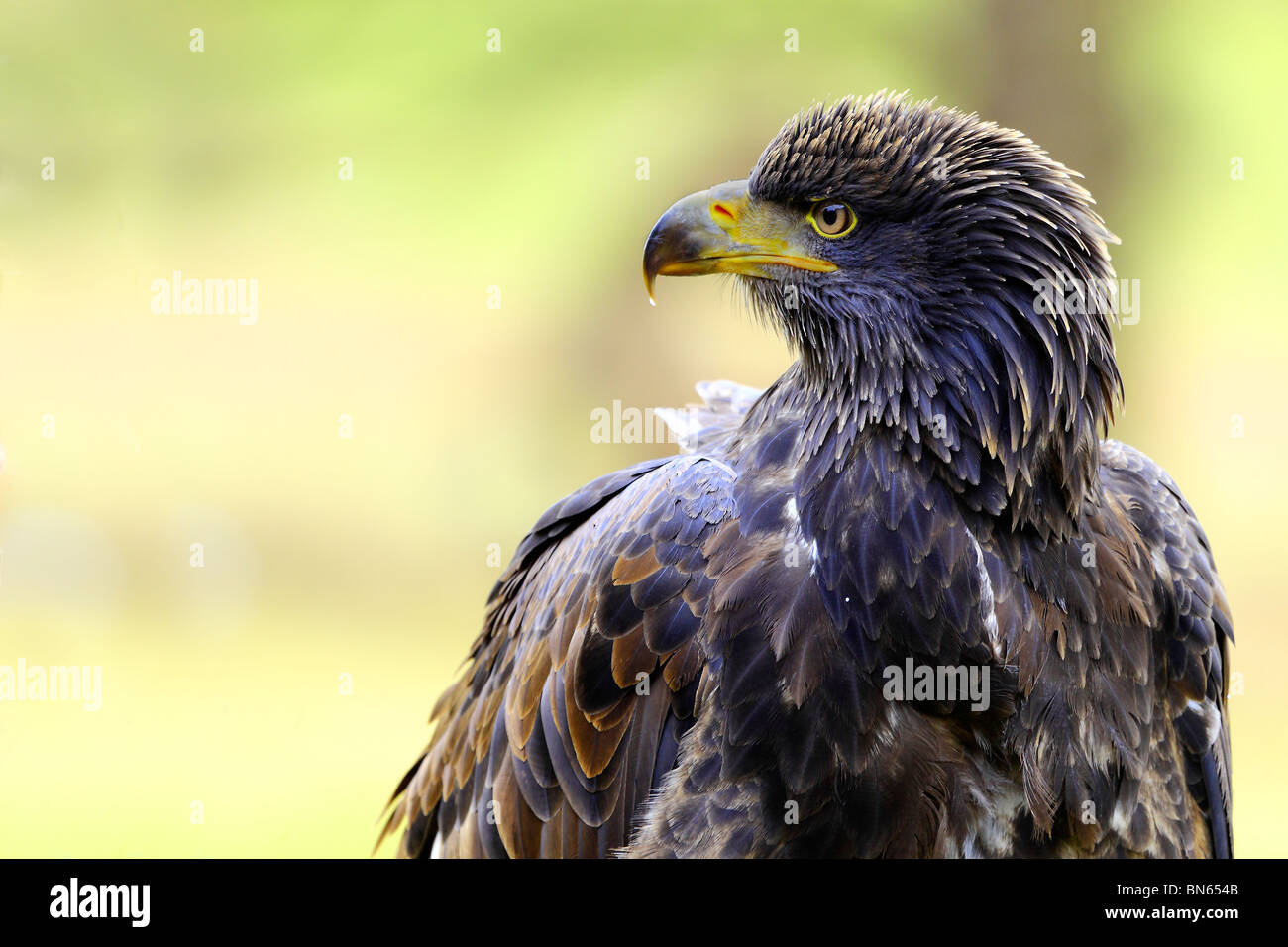 Eagle close up Stock Photo - Alamy