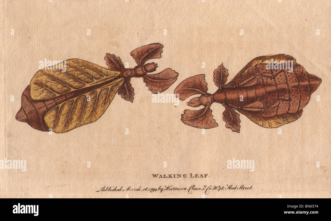 Walking leaf insect Phyllium siccifolium Stock Photo - Alamy