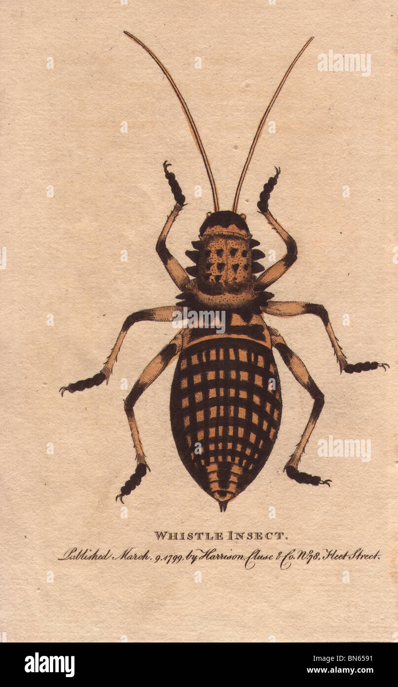 Whistle insect Eugaster spinulosa Stock Photo - Alamy