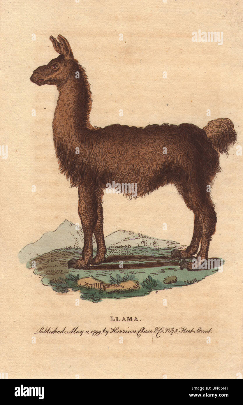 The llama is a South American camelid, used as a pack and meat animal ...