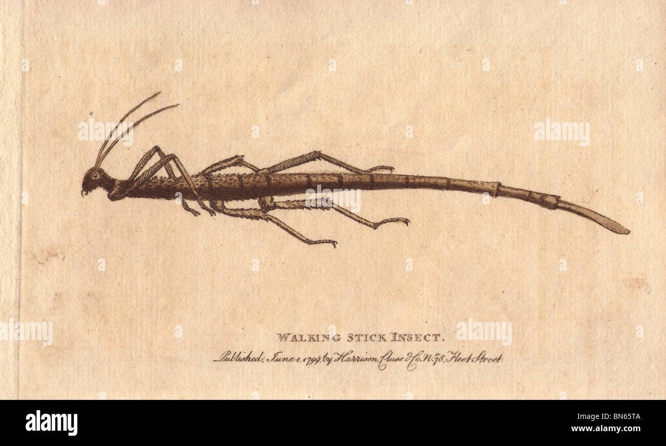 Walking stick insect Phasmatodea Stock Photo - Alamy