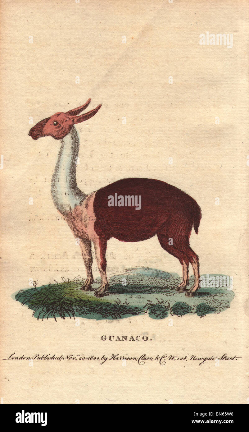 Guanaco Lama guanicoe Stock Photo - Alamy