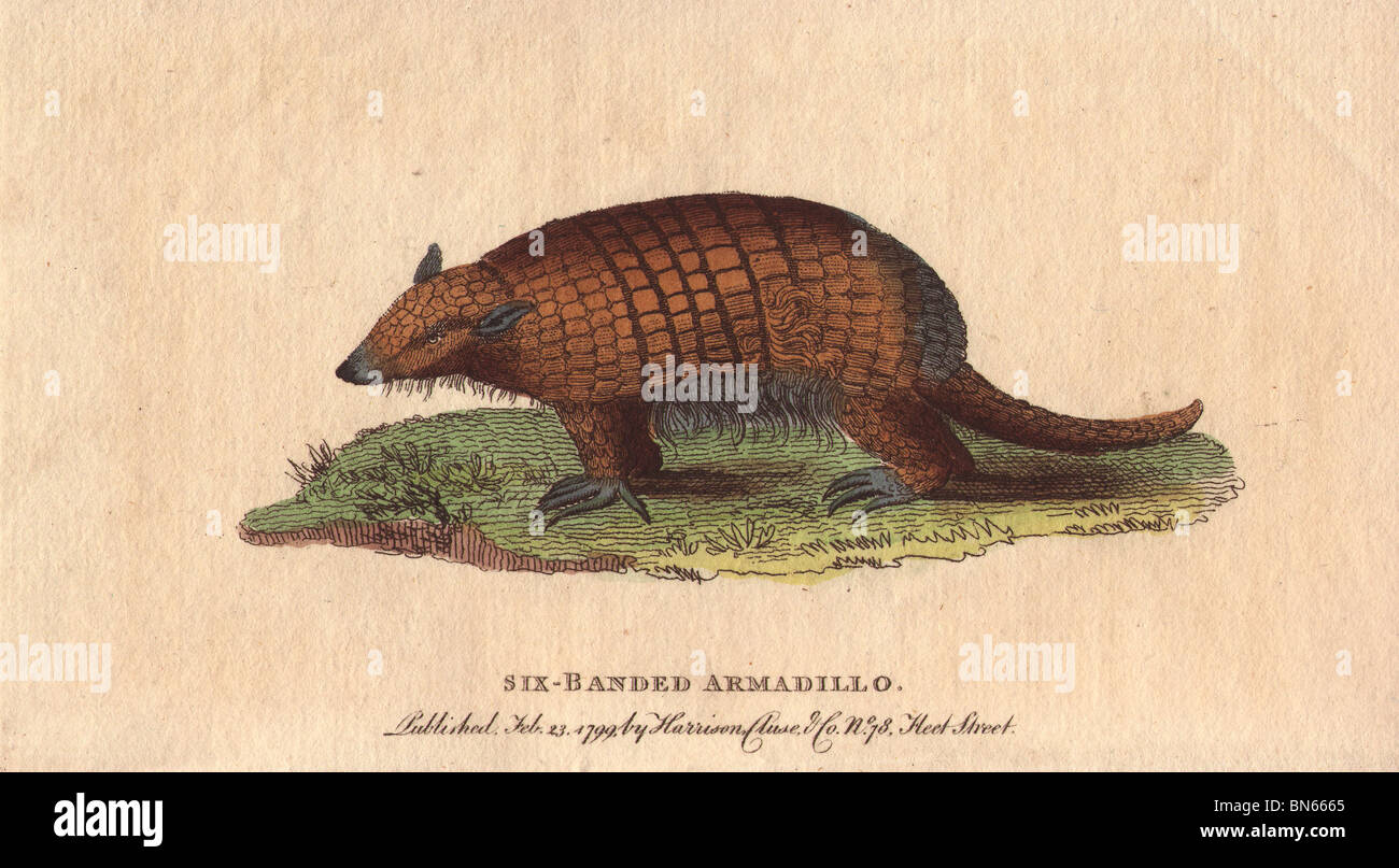 Six-banded or yellow armadillo Euphractus sexcinctus Stock Photo - Alamy