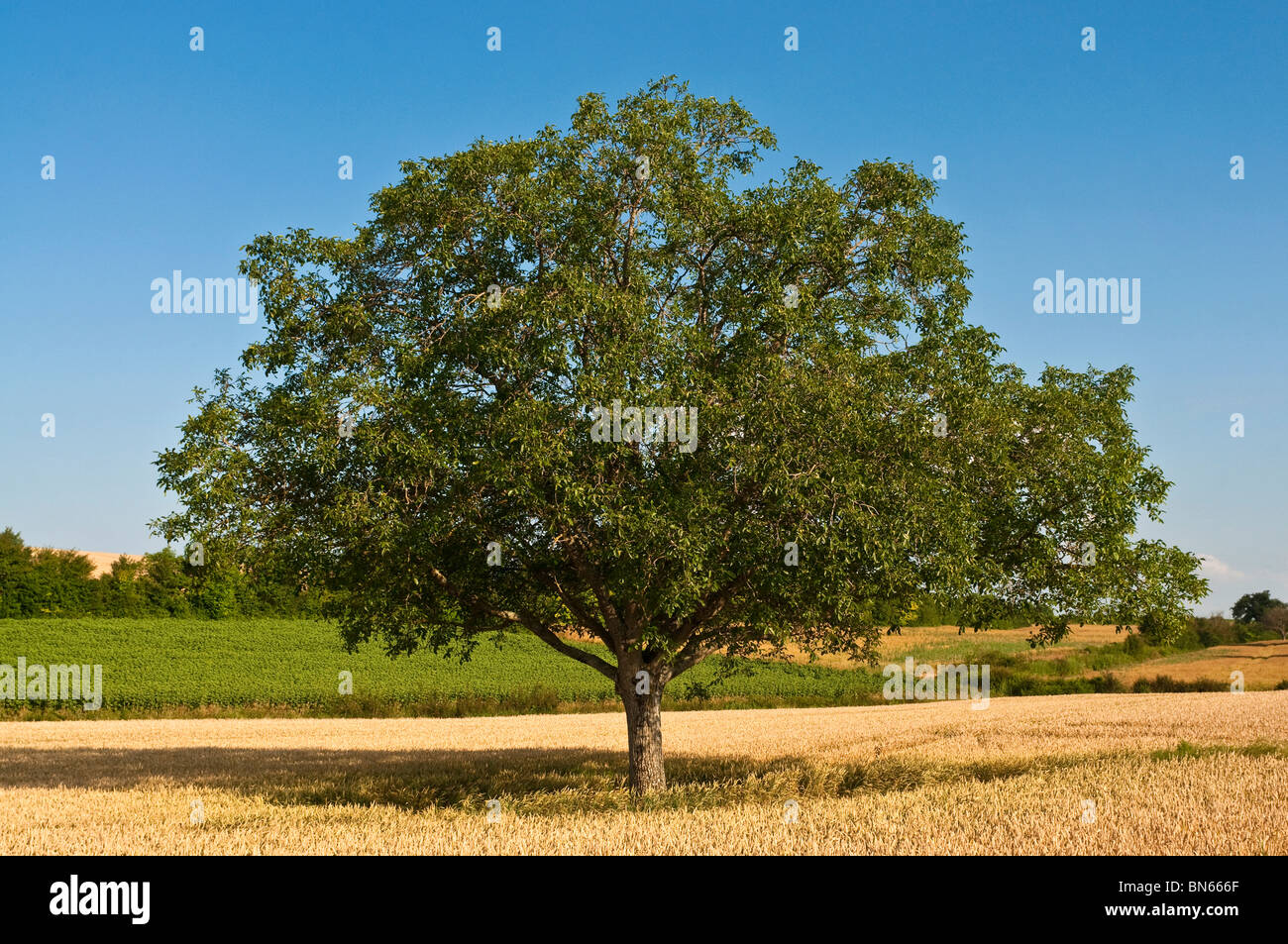 Walnut tree in middle of Cornfield - France Stock Photo - Alamy