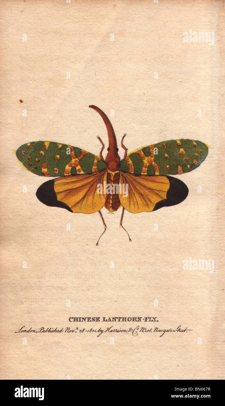 Chinese lanthorn fly or lantern fly Pyrops candelarius Stock Photo - Alamy