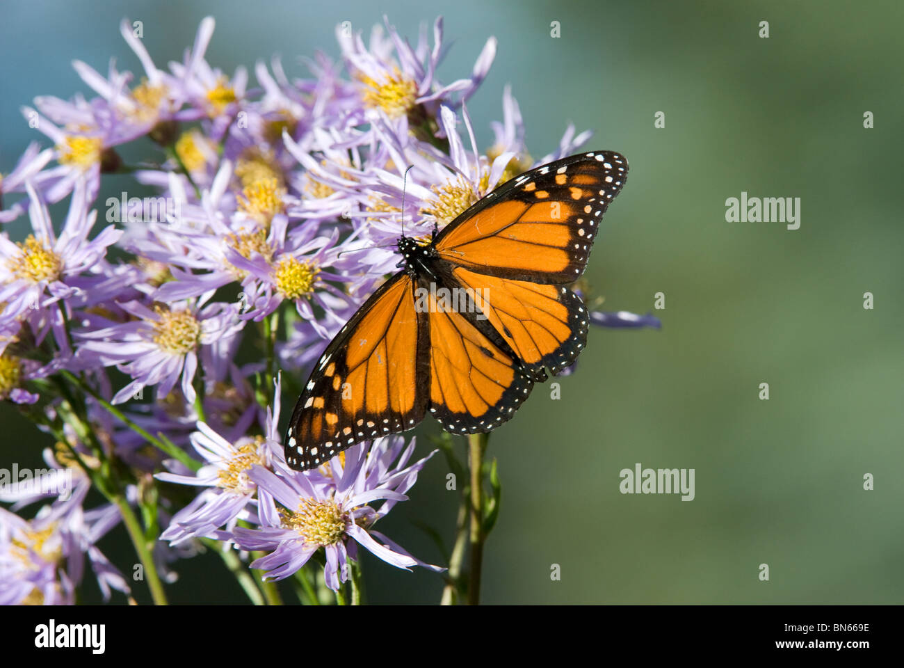 Purple monarch butterfly hi-res stock photography and images - Alamy