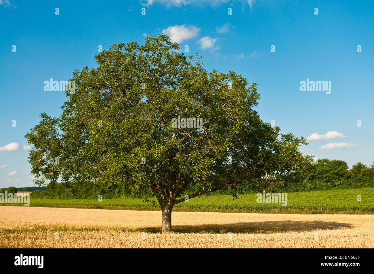 Walnut tree hi-res stock photography and images - Alamy