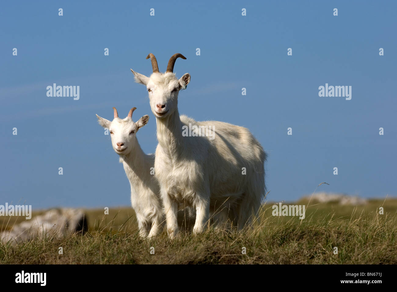 Welsh mountain goat hi-res stock photography and images - Alamy