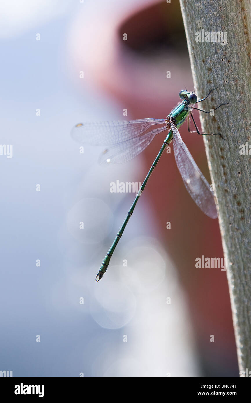 A green Dragonfly at rest Stock Photo - Alamy