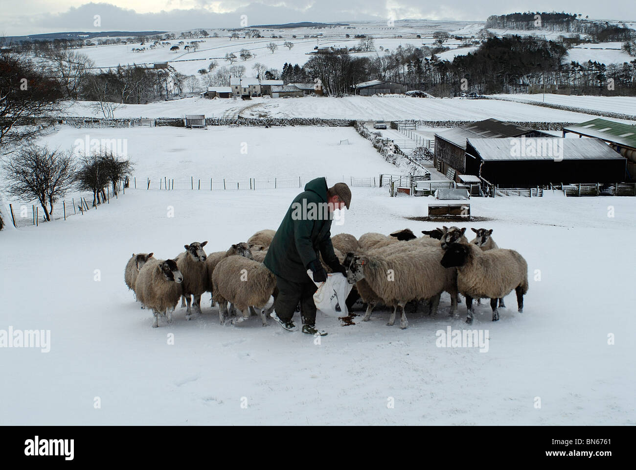Farmer Gordon Bain feeding his 22 sheep at Lower Road Farm in Bowes, 02 ...