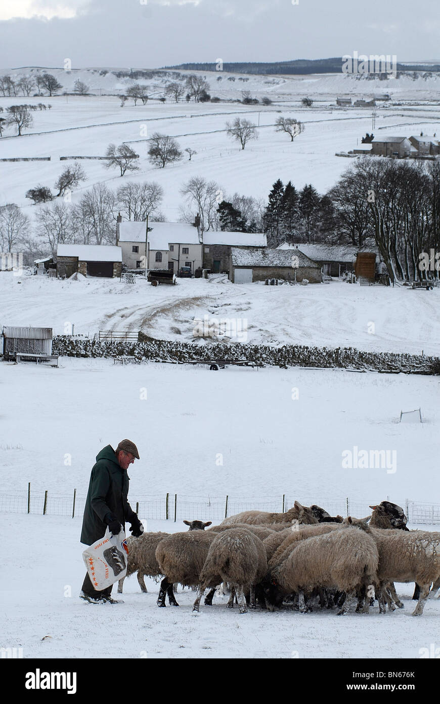 Farmer Gordon Bain feeding his 22 sheep at Lower Road Farm in Bowes, 02 ...