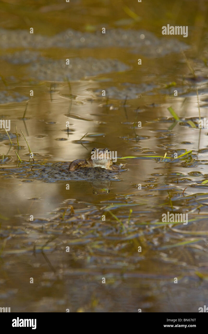 Spawn spring hi-res stock photography and images - Alamy