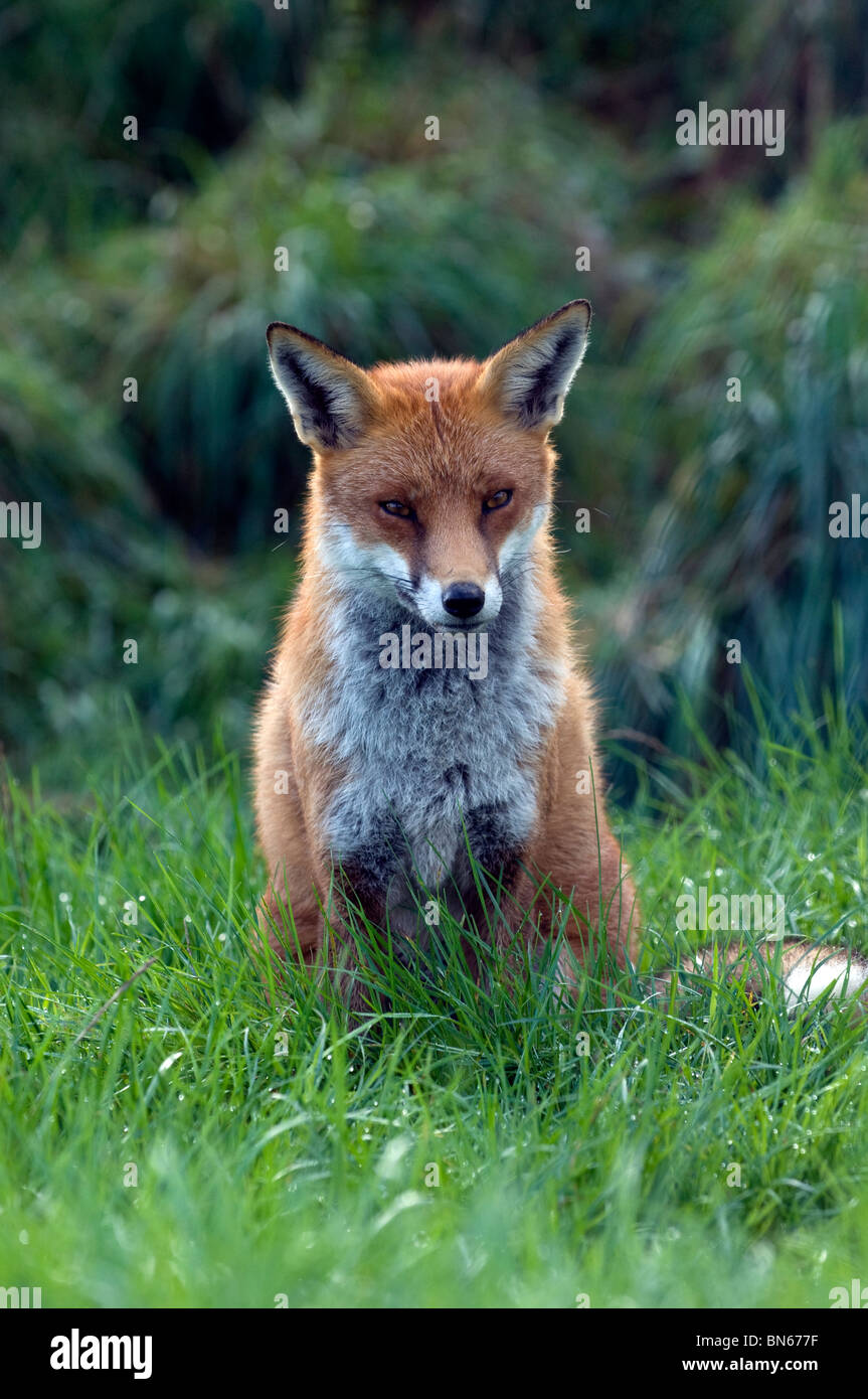 Red fox (Vulpes vulpes Stock Photo - Alamy