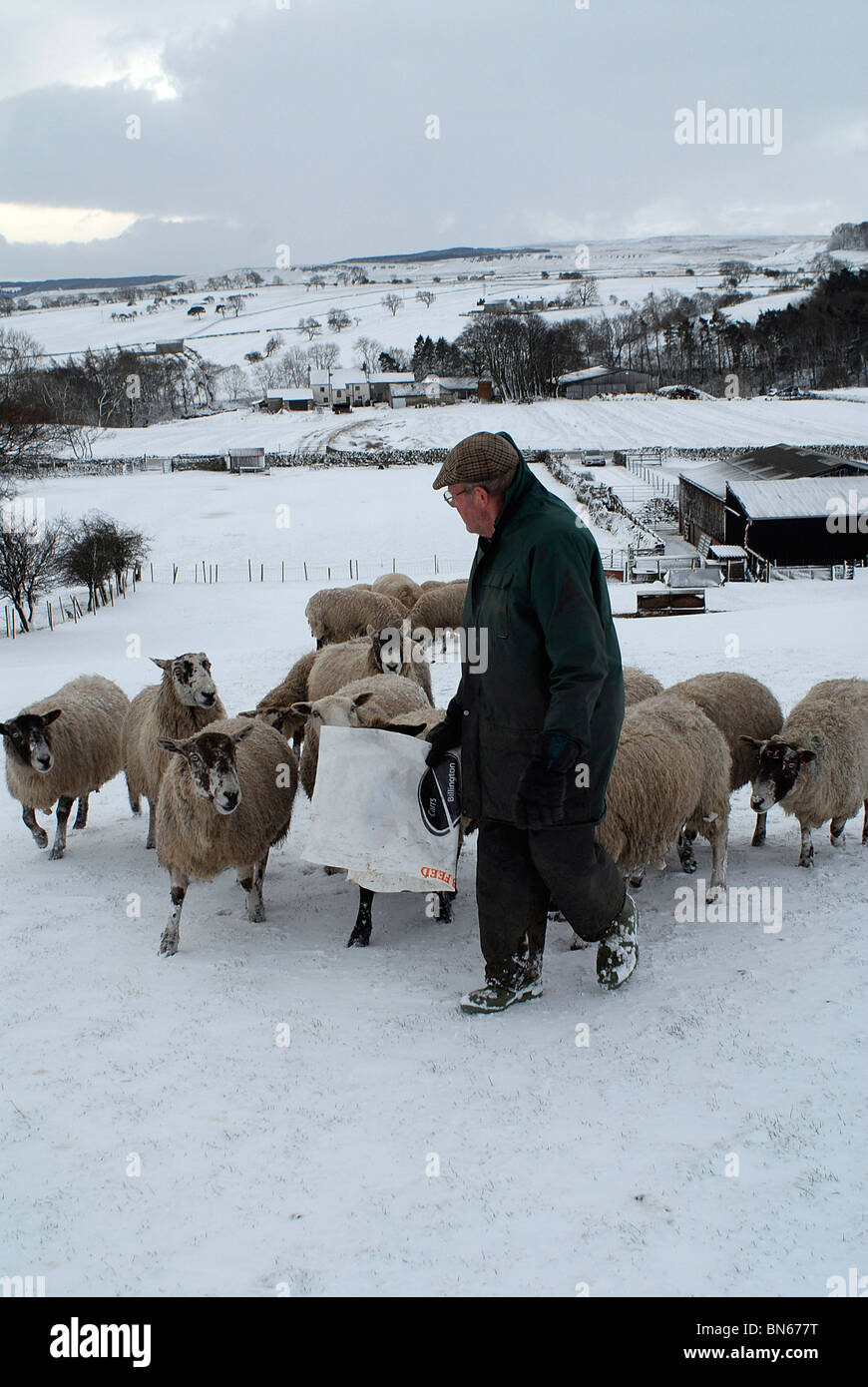 Farmer Gordon Bain feeding his 22 sheep at Lower Road Farm in Bowes, 02 ...