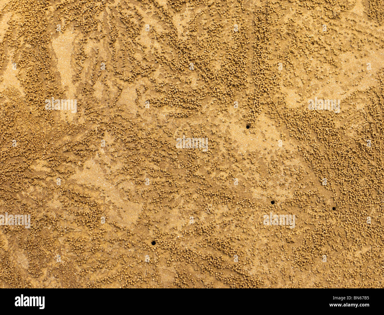 Close up unusual crab tracks on hi-res stock photography and images - Alamy