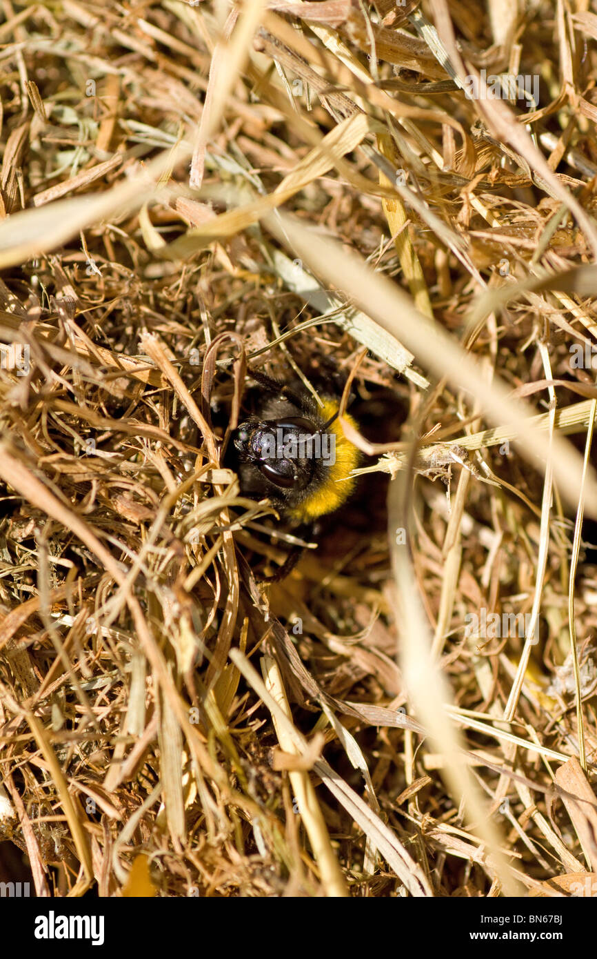 Bee nest hi-res stock photography and images - Alamy