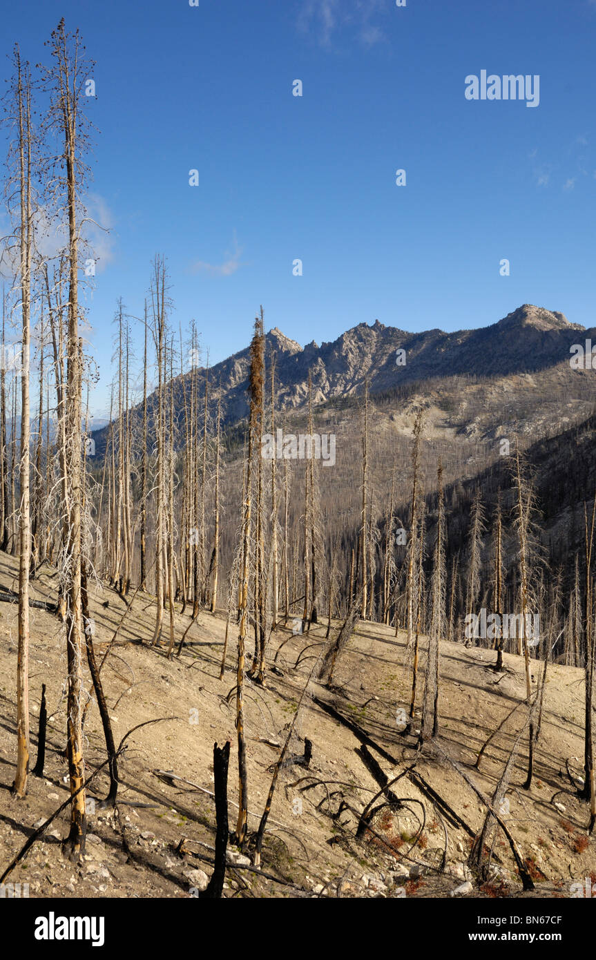 Dead trees after hi-res stock photography and images - Alamy