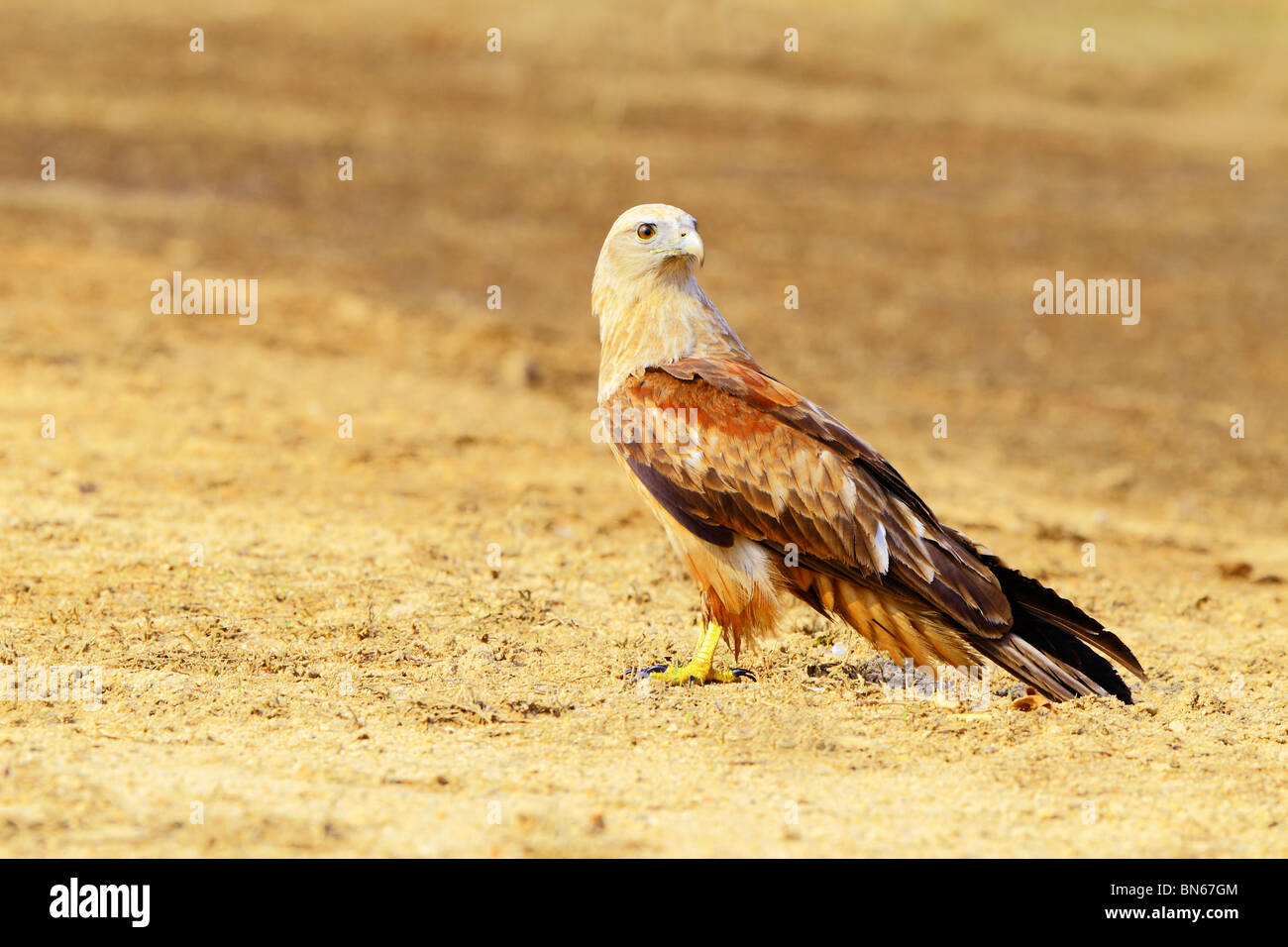 Eagle sitting on the field Stock Photo - Alamy