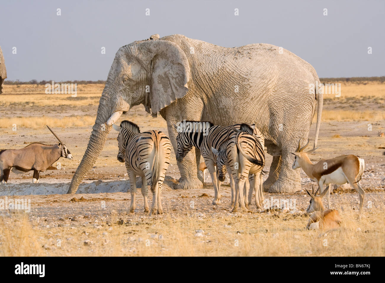 Elephant zebra stripes hi-res stock photography and images - Alamy