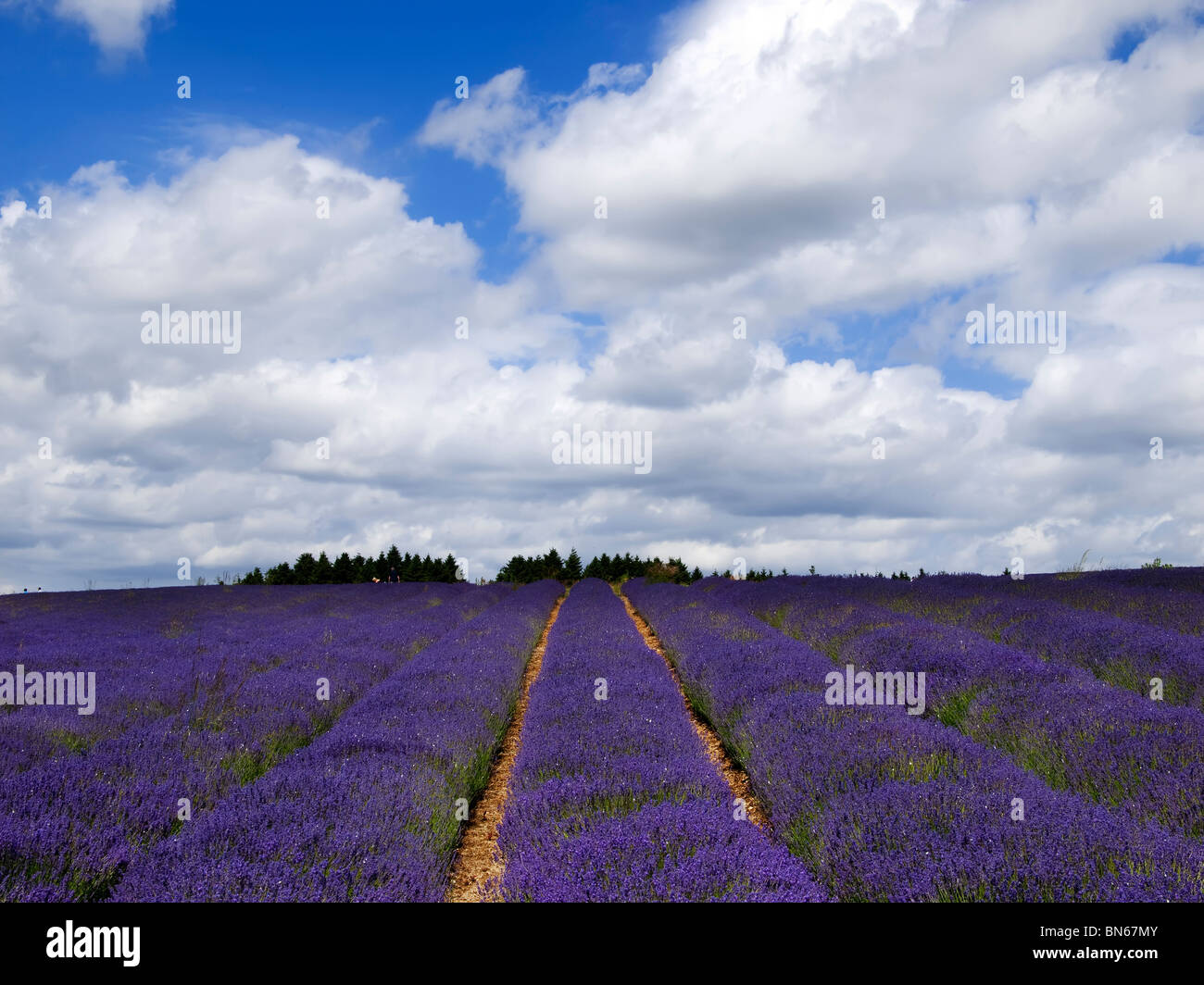 england gloucestershire the cotswolds snowshill lavender farm lavender ...