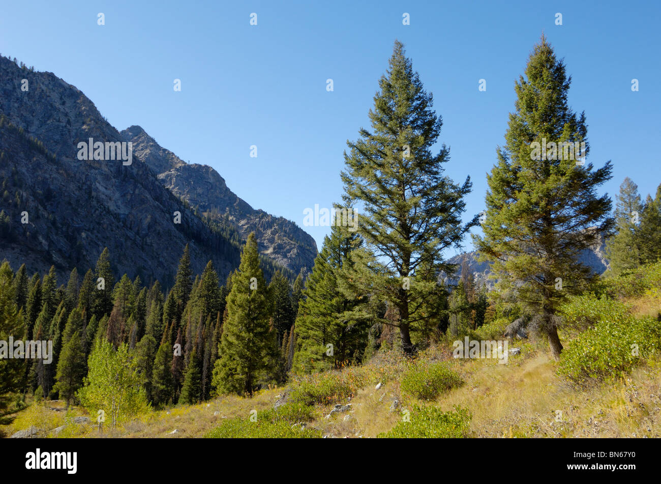Baron Creek valley, Sawtooth Mountains, Sawtooth Wilderness / Sawtooth ...