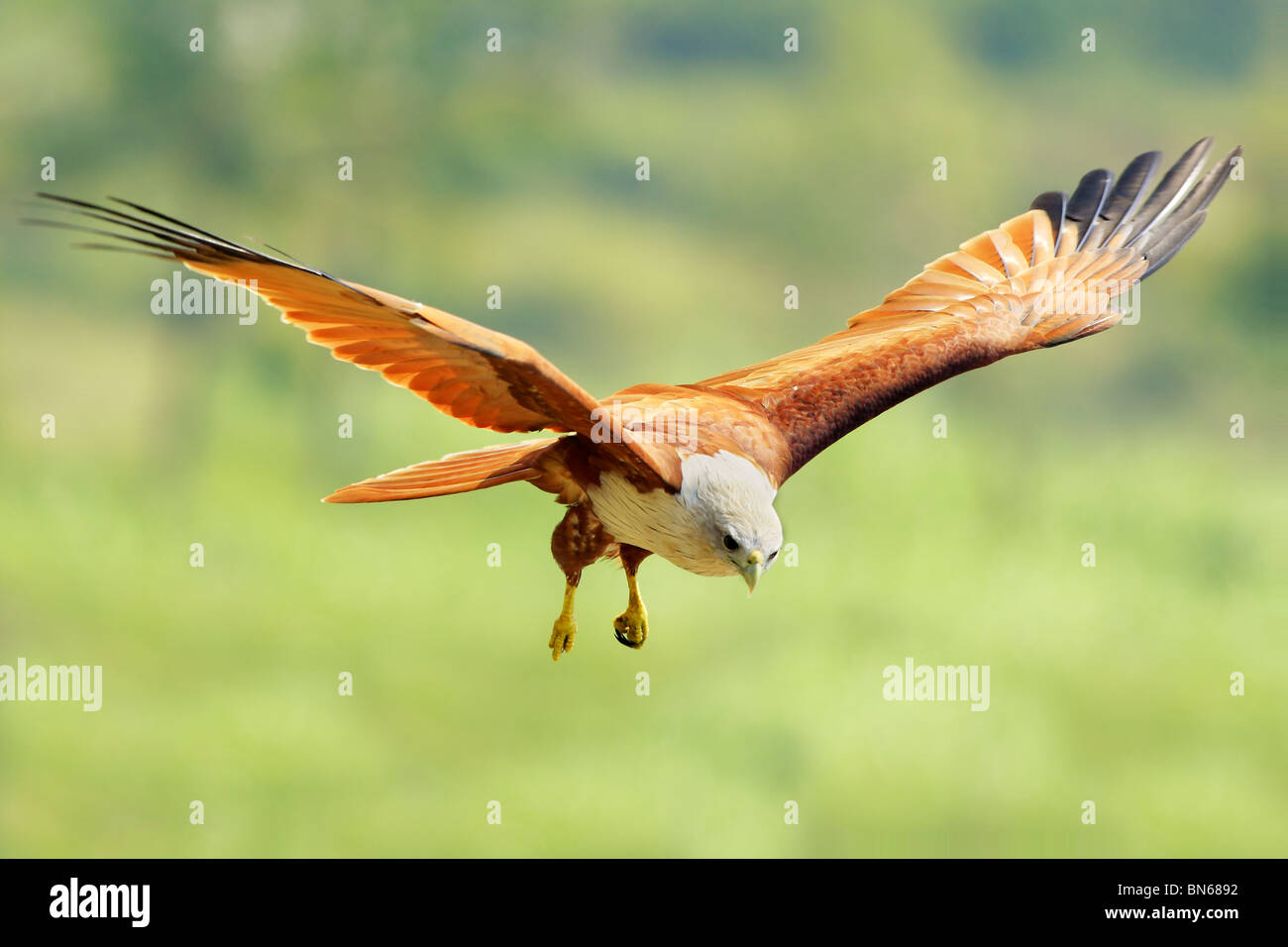 Kite hunting hi-res stock photography and images - Alamy
