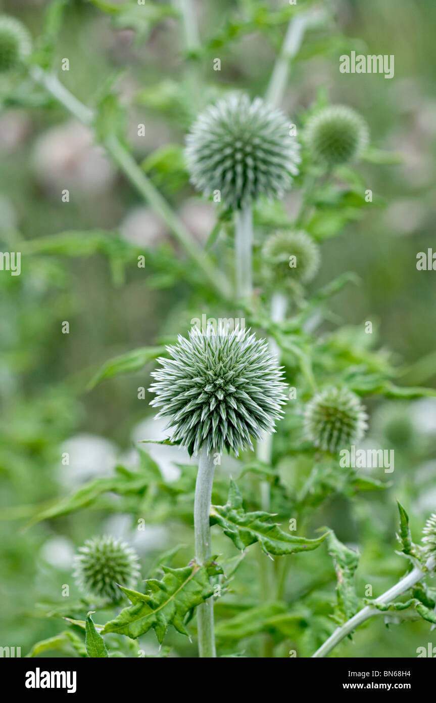 Echinops hi-res stock photography and images - Alamy