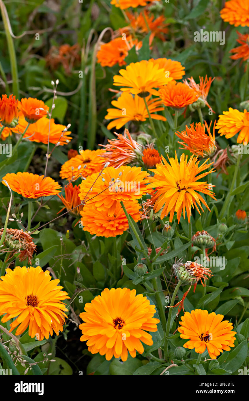 calendula orange flower heads Stock Photo - Alamy