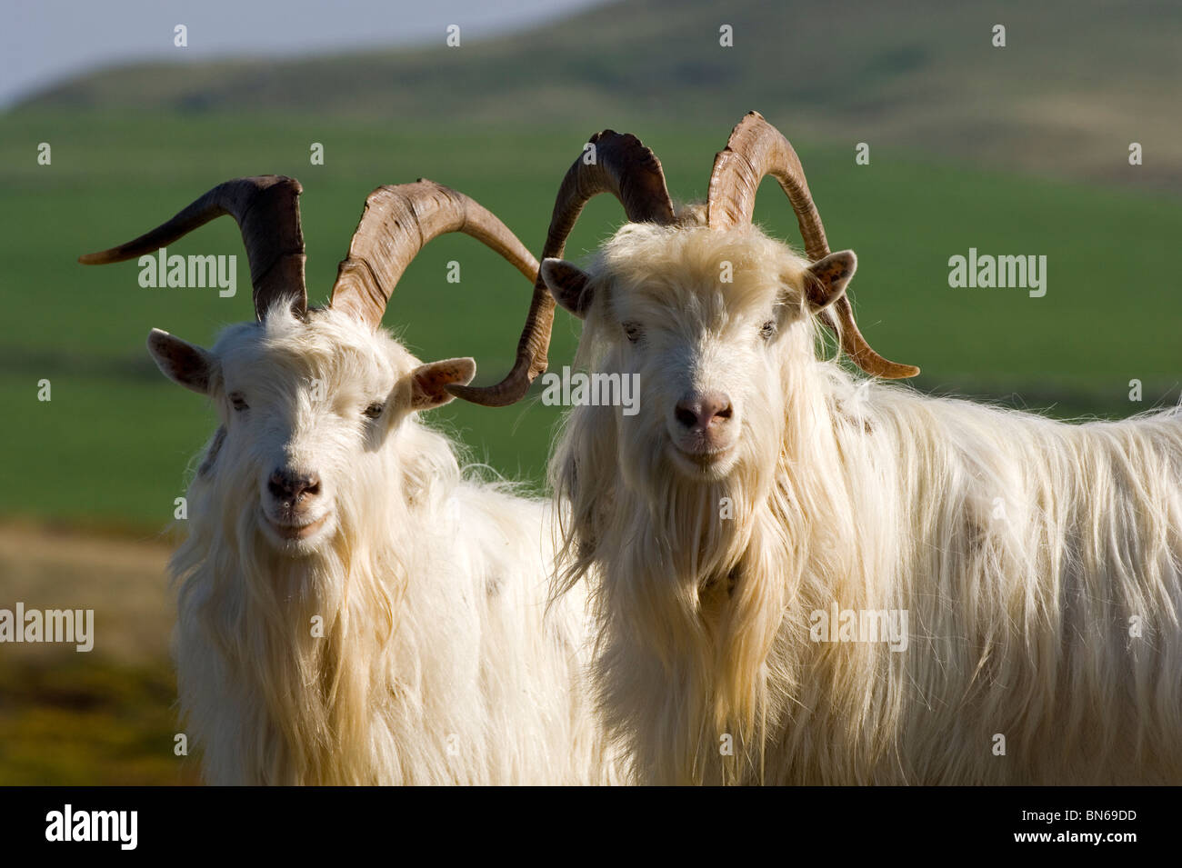Welsh mountain goats hi-res stock photography and images - Alamy