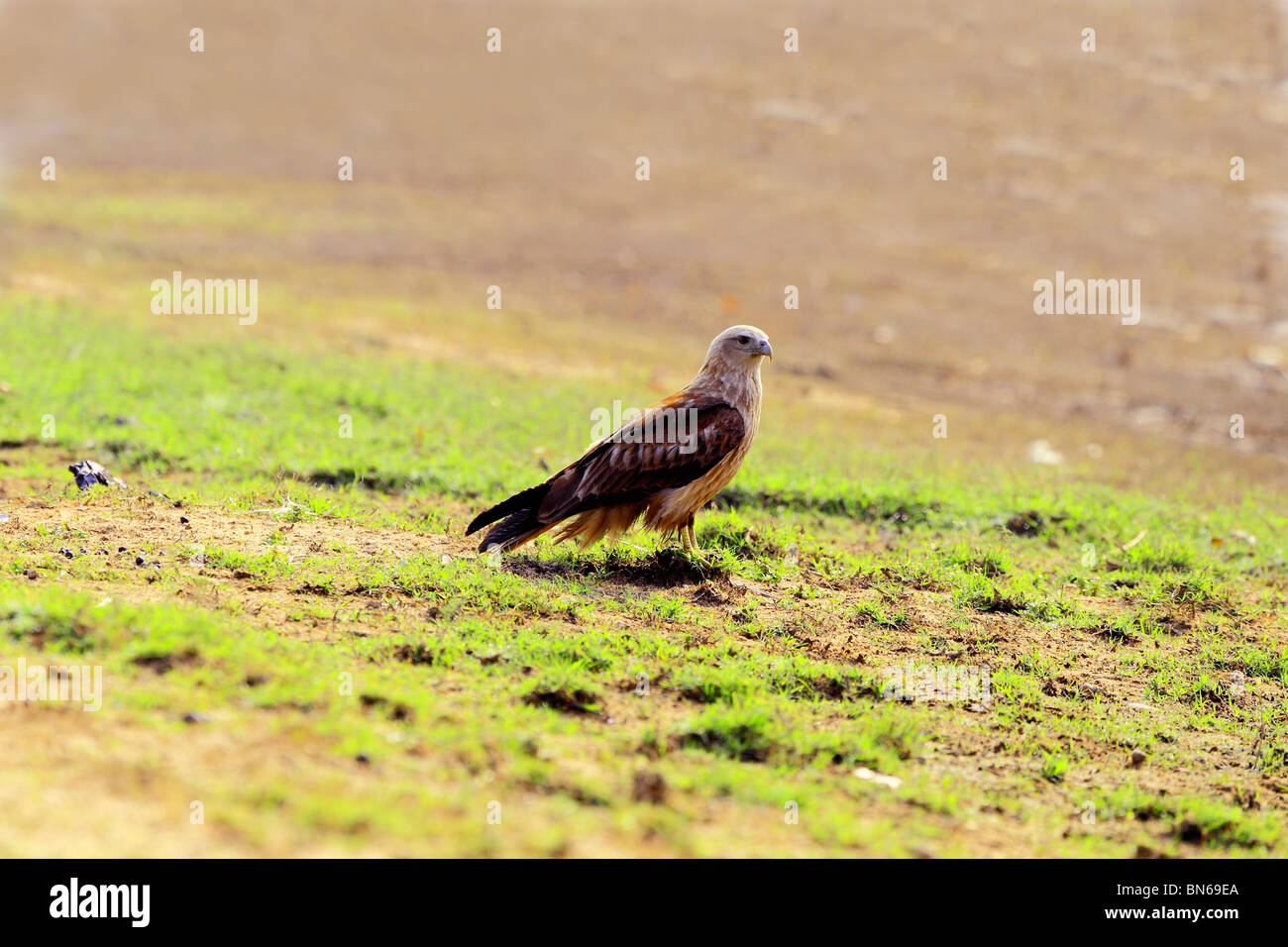 Eagle sitting on the field Stock Photo - Alamy