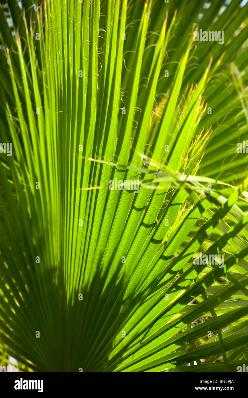 Close up of a palm tree Stock Photo - Alamy