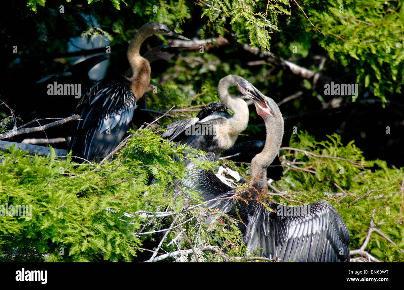 Anhinga Mother (anhinga anhinga leucogaster) feeding chick, Florida ...