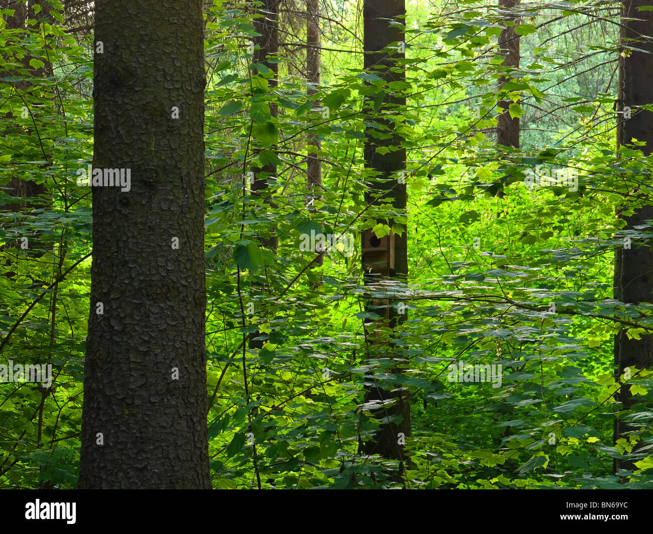 Bird house among the trees of spring forest in Moscow outskirts, Russia ...