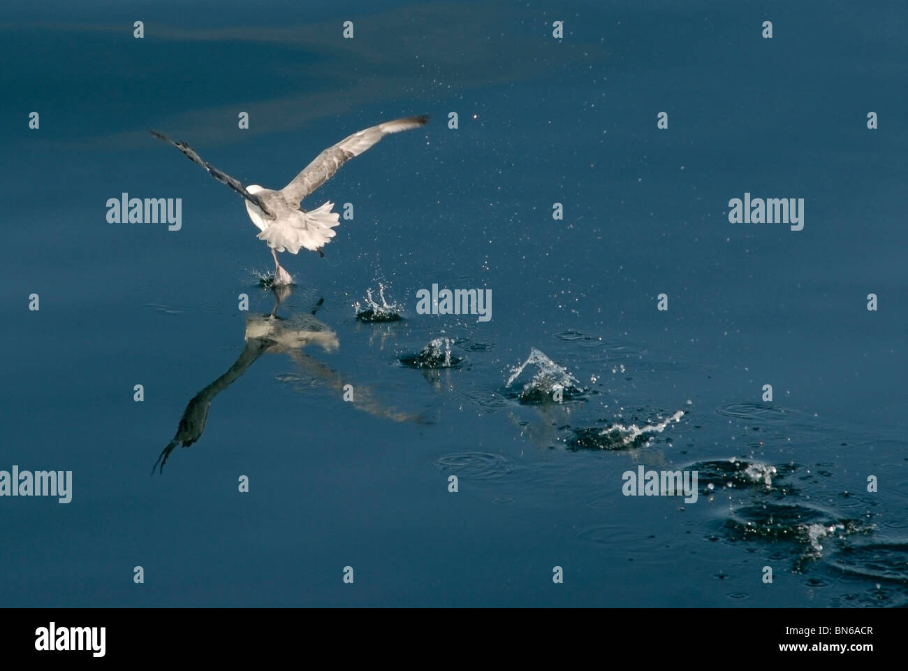 Flat Calm Sea Stock Photos & Flat Calm Sea Stock Images - Alamy