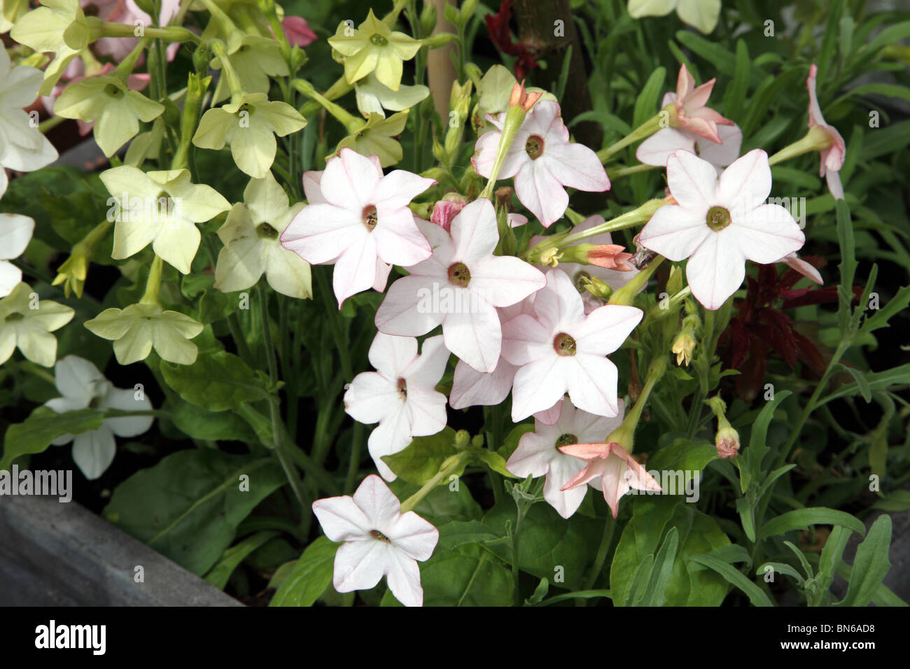Nicotiana Sylvestris Fragrant Cloud