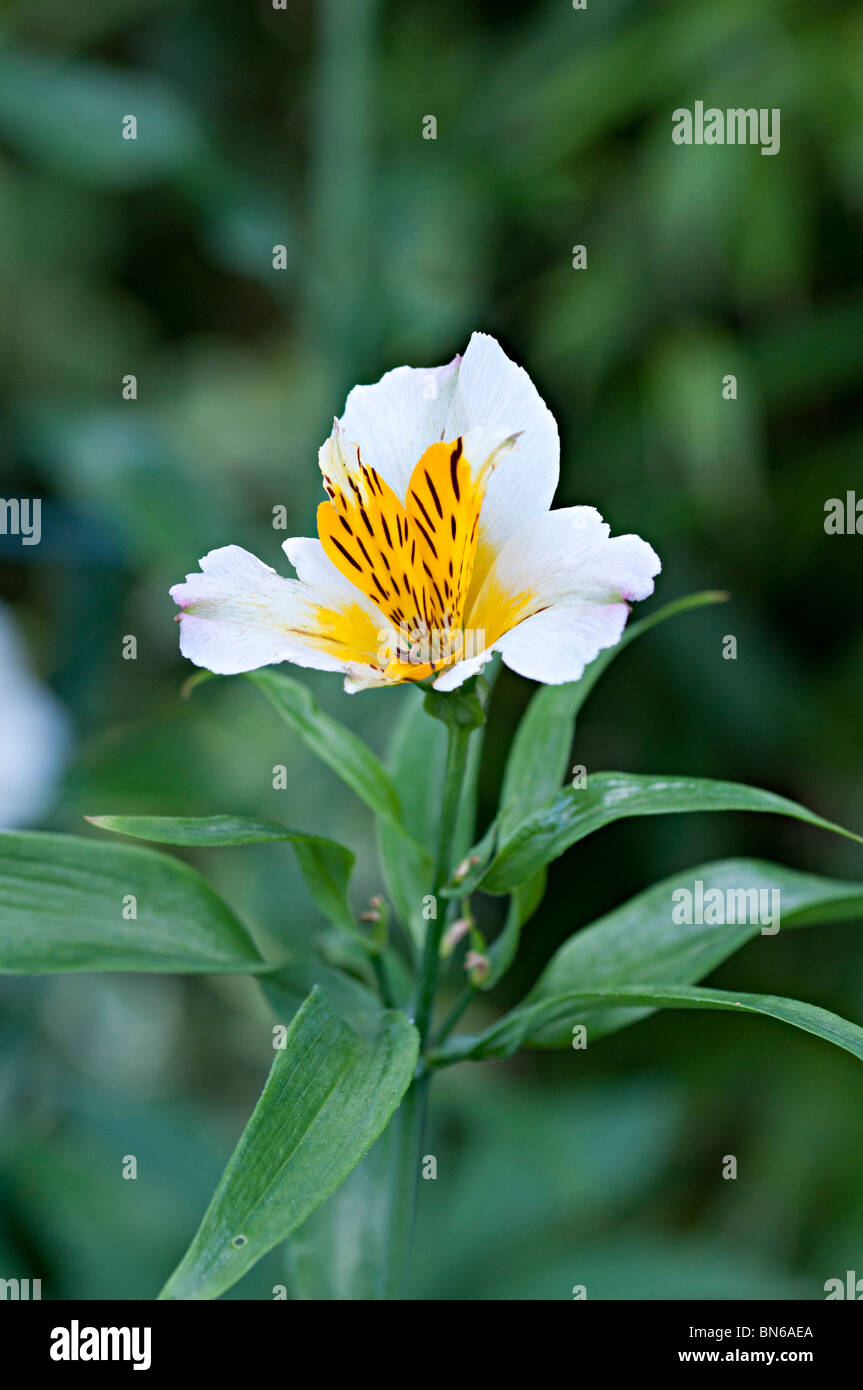 alstroemeria flower white in a uk garden Stock Photo - Alamy