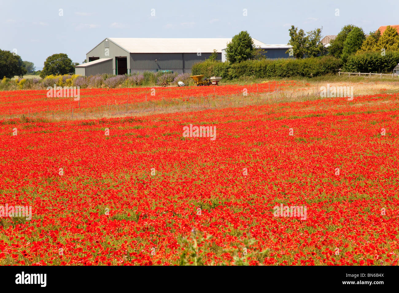 England norfolk poppy field red hi-res stock photography and images - Alamy