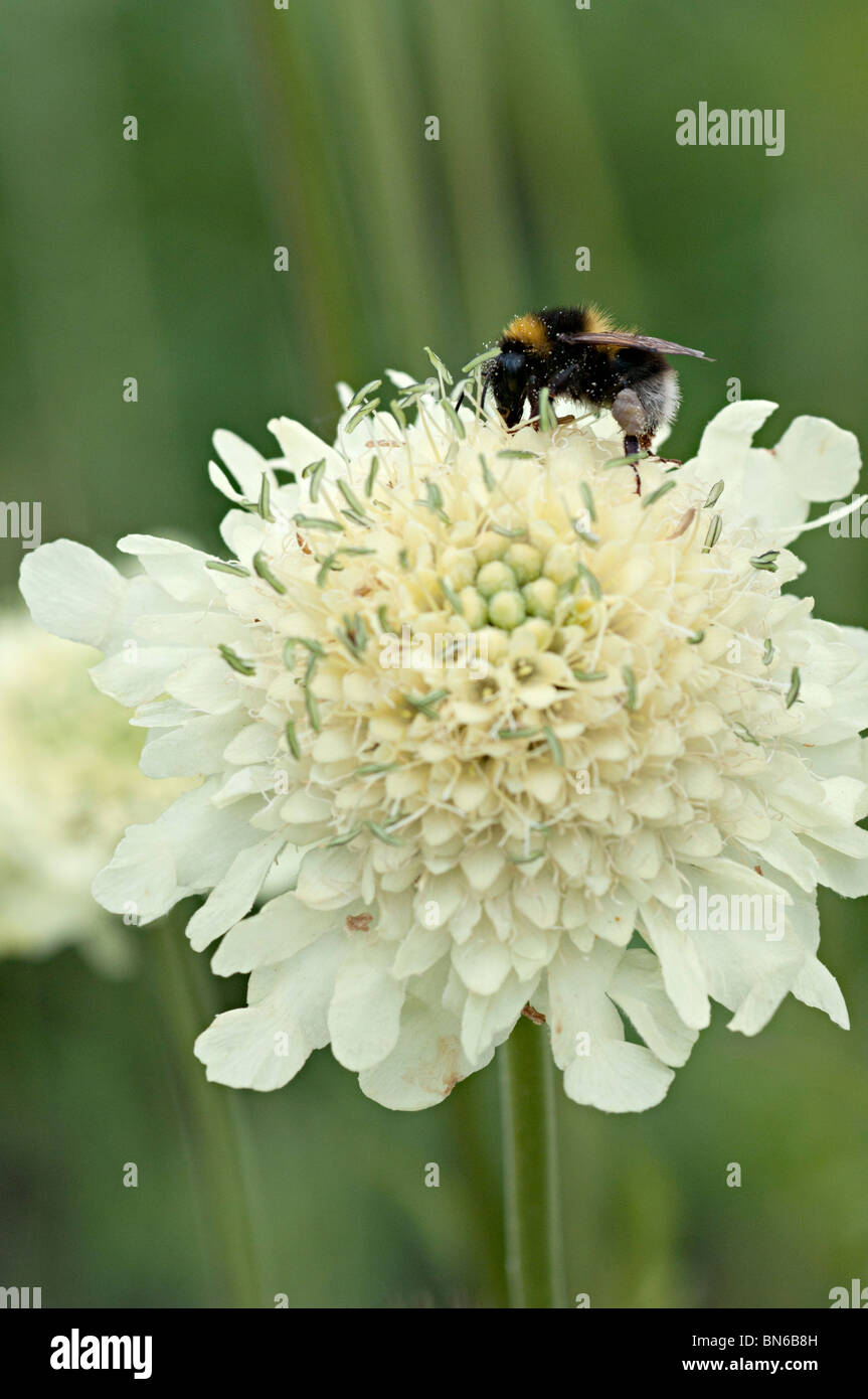 scabious flower with bee on top Stock Photo - Alamy