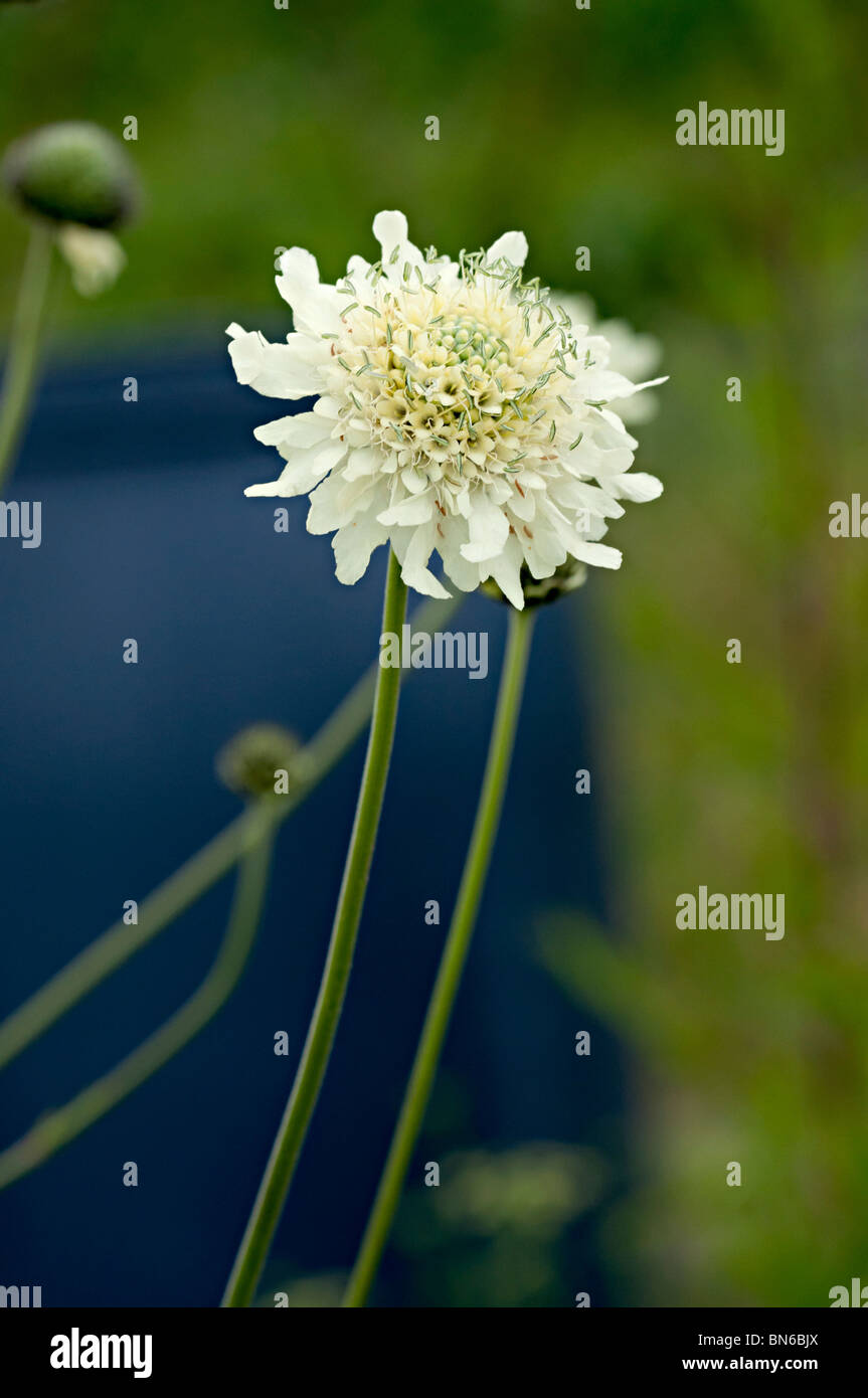 Grow scabious hi-res stock photography and images - Alamy