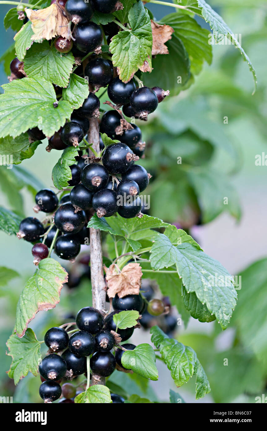 a bunch of blackcurrant's on a bush in an allotment in the uk Stock ...