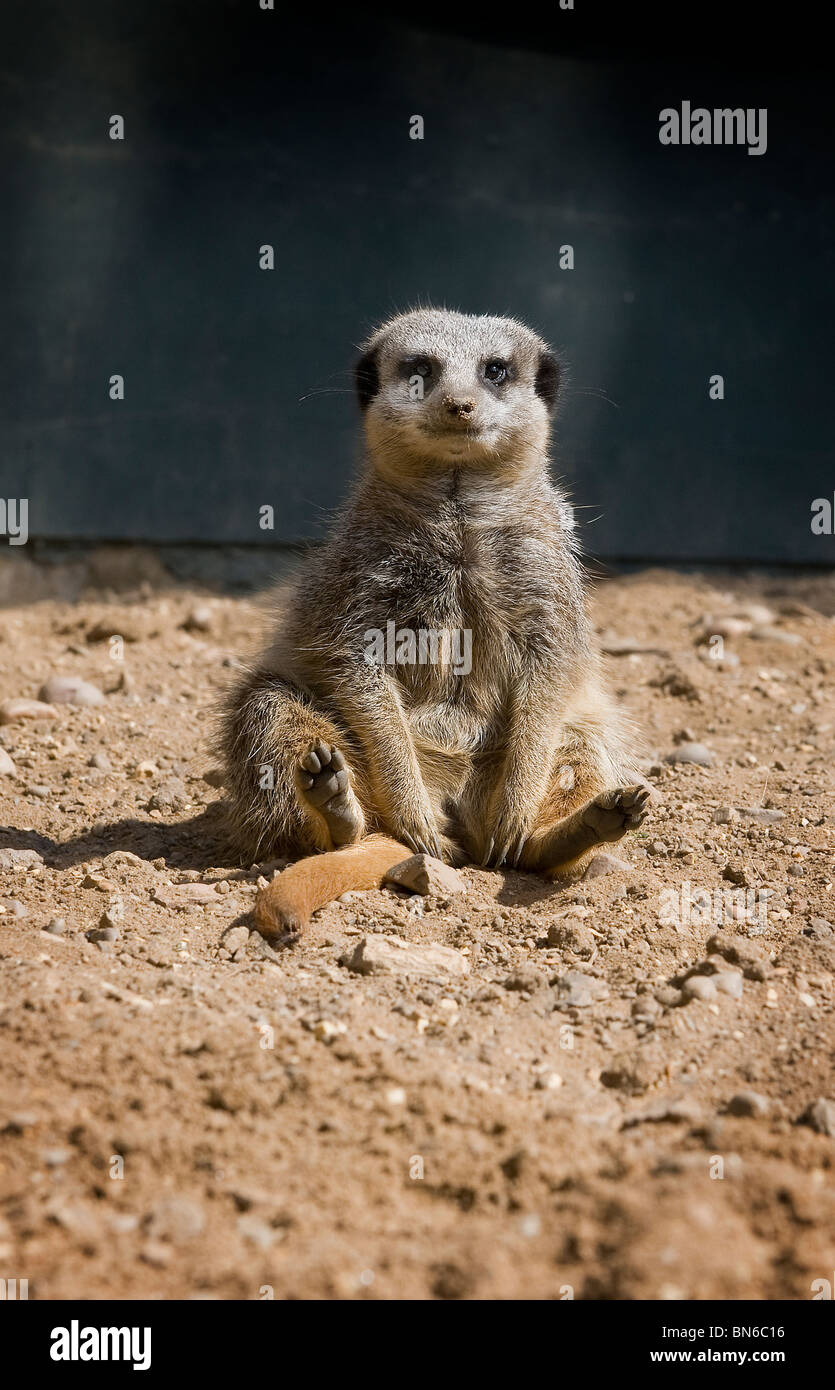 Meerkat sitting looking at the camera Stock Photo - Alamy