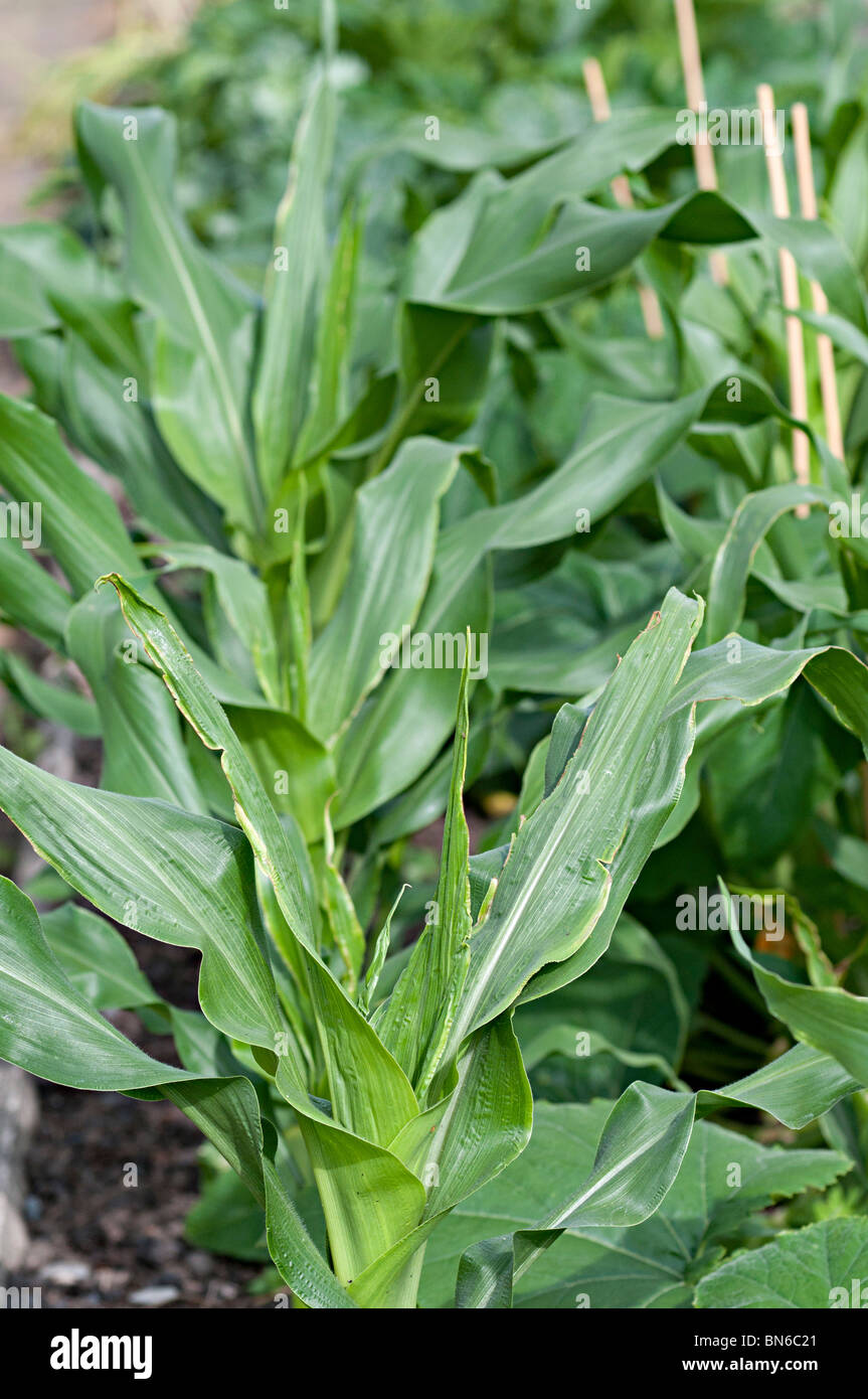 home grown sweetcorn plants in an allotment in the uk Stock Photo - Alamy