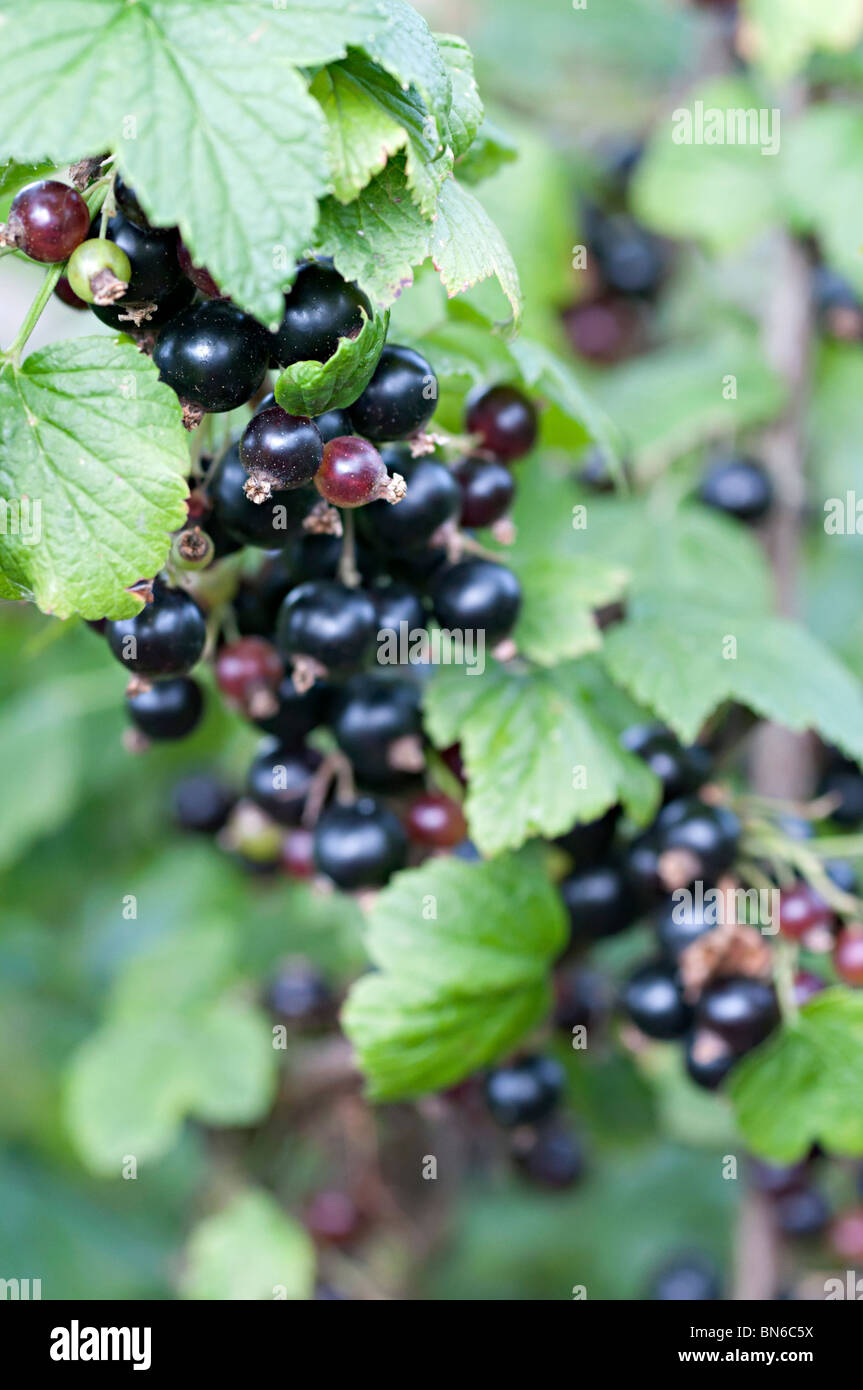 a bunch of blackcurrant's on a bush in an allotment in the uk Stock ...