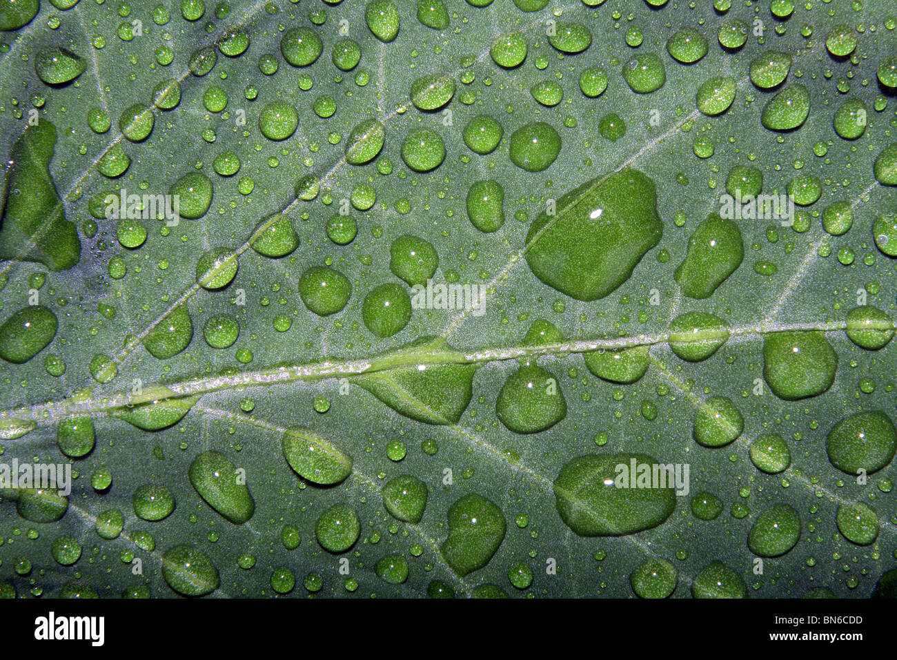 Droplets water on green leaf hi-res stock photography and images - Alamy