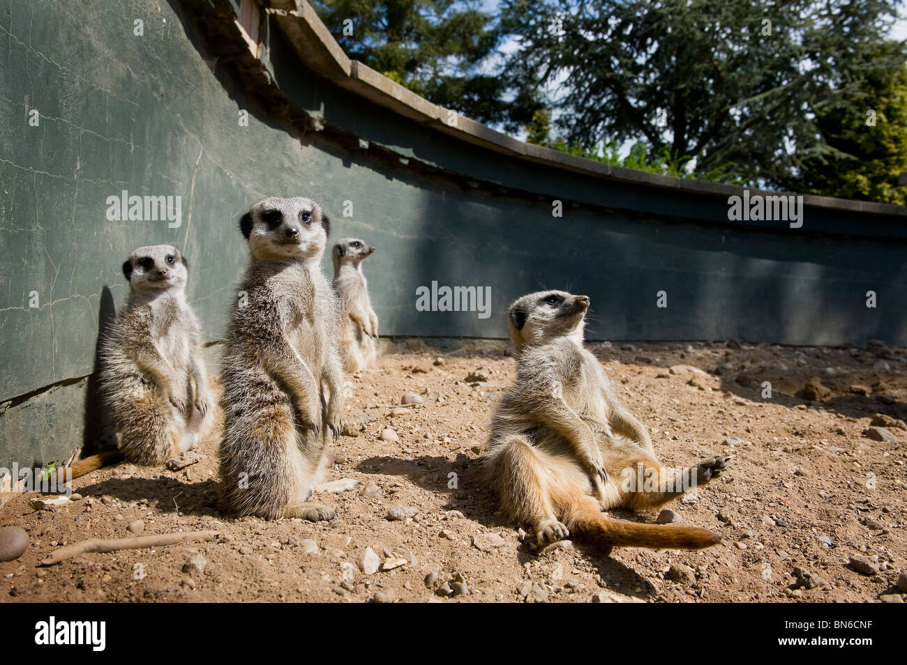 Four meerkats sitting looking at the camera Stock Photo - Alamy