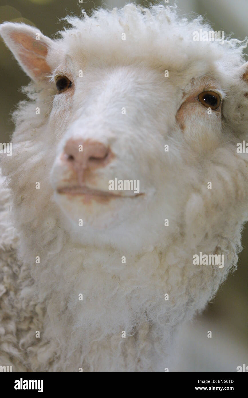 Dolly The Sheep, the world's first cloned mammal, created by Professor ...