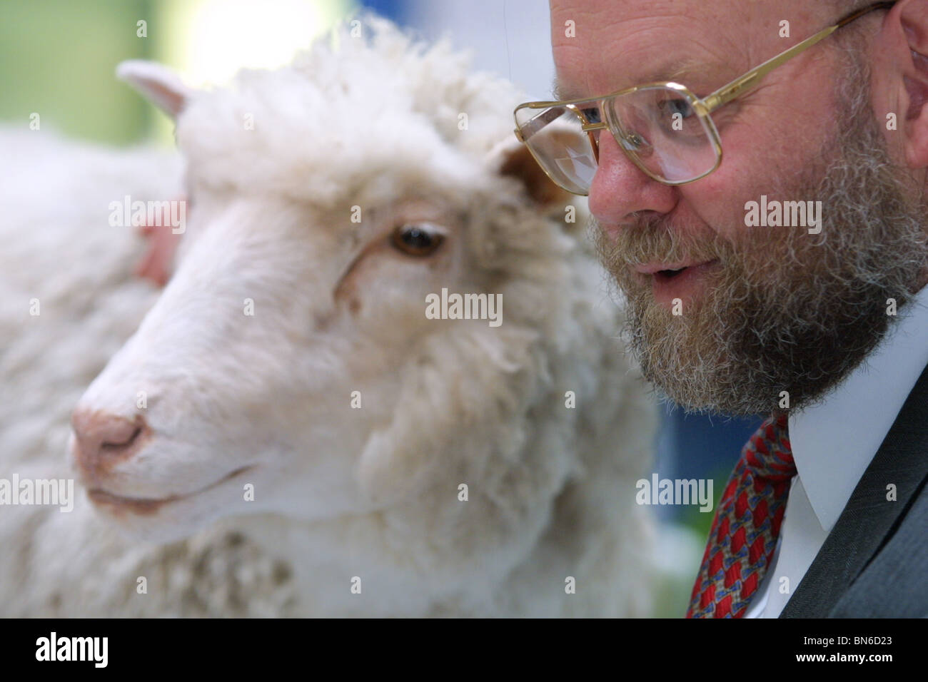 Worlds most famous sheep hi-res stock photography and images - Alamy